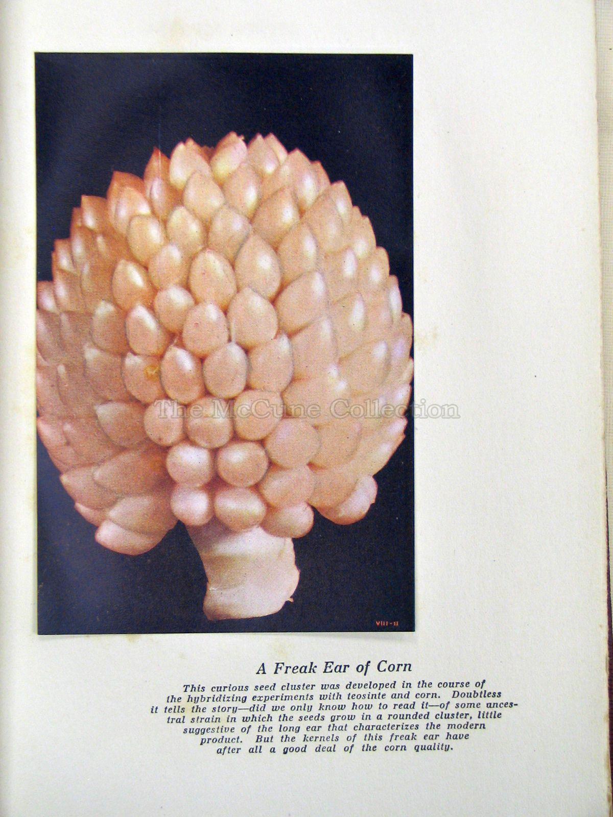 Luther Burbank. His Methods and Discoveries. Vol. VIII. • The McCune ...